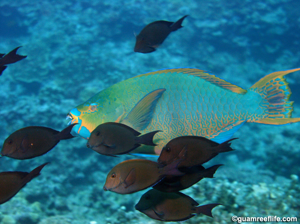 Reef Conservation - guamreeflife