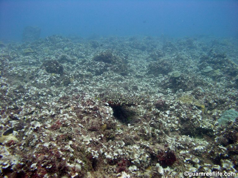 Algae overgrowth - guamreeflife