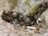 blennies (Blenniidae) - guamreeflife