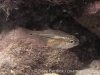 cardinalfishes (Apogonidae) - guamreeflife