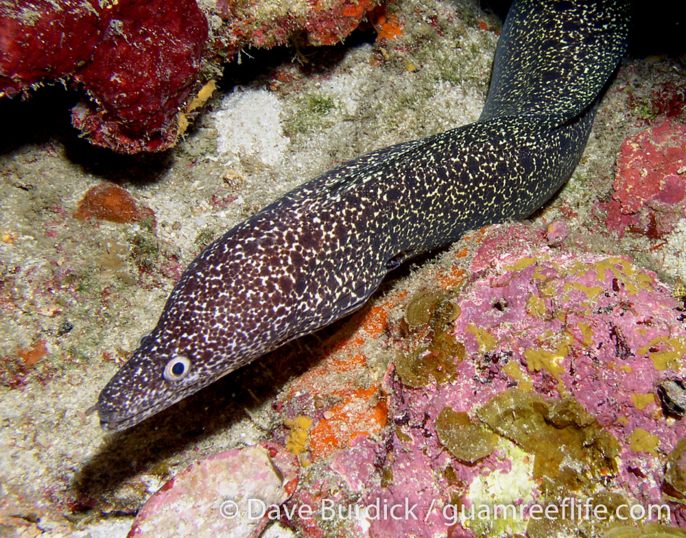 moray eels (Muraenidae) - guamreeflife