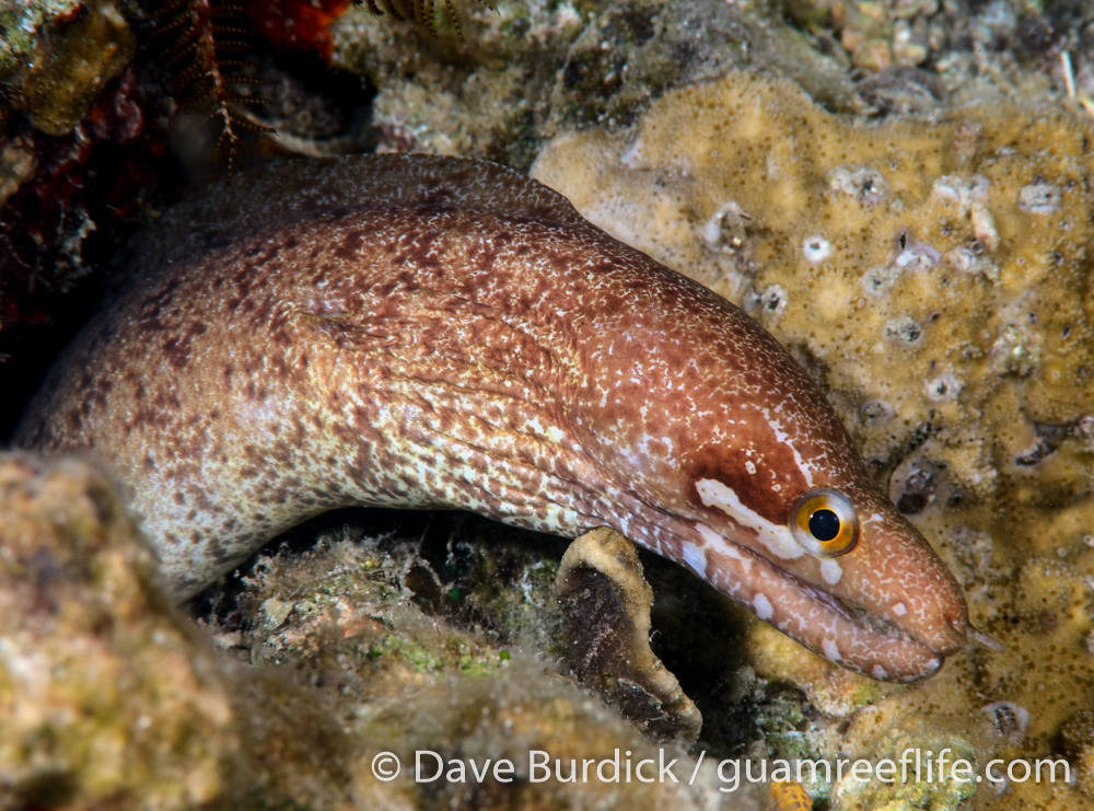 moray eels (Muraenidae) - guamreeflife