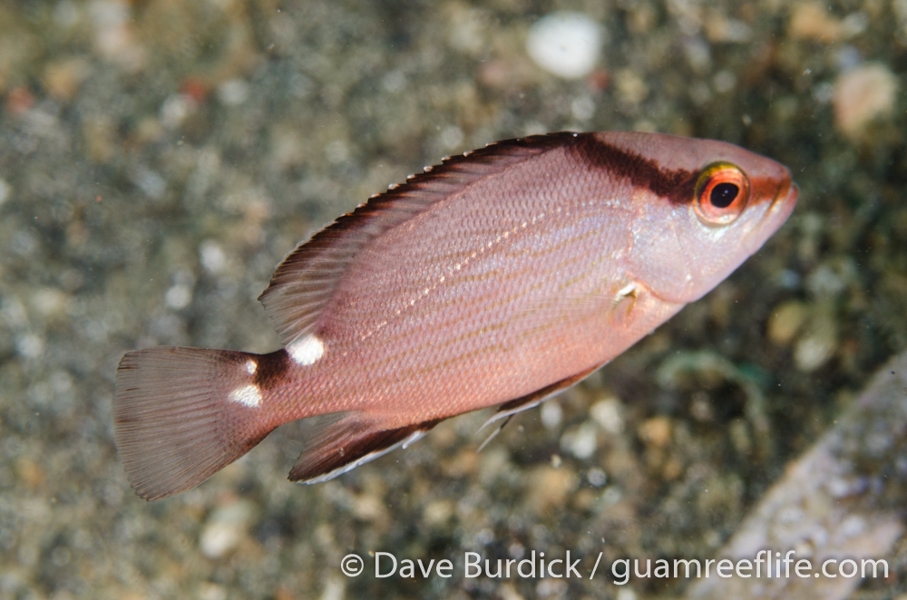 snappers (Lutjanidae) - guamreeflife