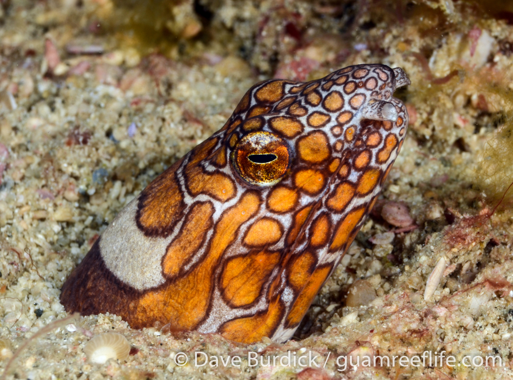 snake eels (Ophichthidae) - guamreeflife