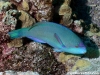 parrotfishes (Scaridae) - guamreeflife