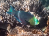 parrotfishes (Scaridae) - guamreeflife