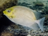 rabbitfishes (Siganidae) - guamreeflife