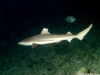 sharks and rays - guamreeflife
