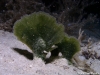 green algae - guamreeflife