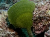 green algae - guamreeflife