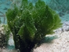 green algae - guamreeflife