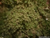 green algae - guamreeflife