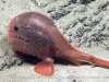 anglerfishes - guamreeflife