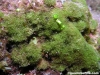 green algae - guamreeflife