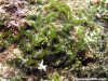 green algae - guamreeflife
