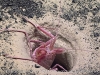 deep sea inverts - guamreeflife