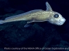 deep sea fishes - guamreeflife