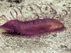 deep sea life - guamreeflife