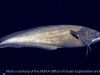 eel-like fishes - guamreeflife