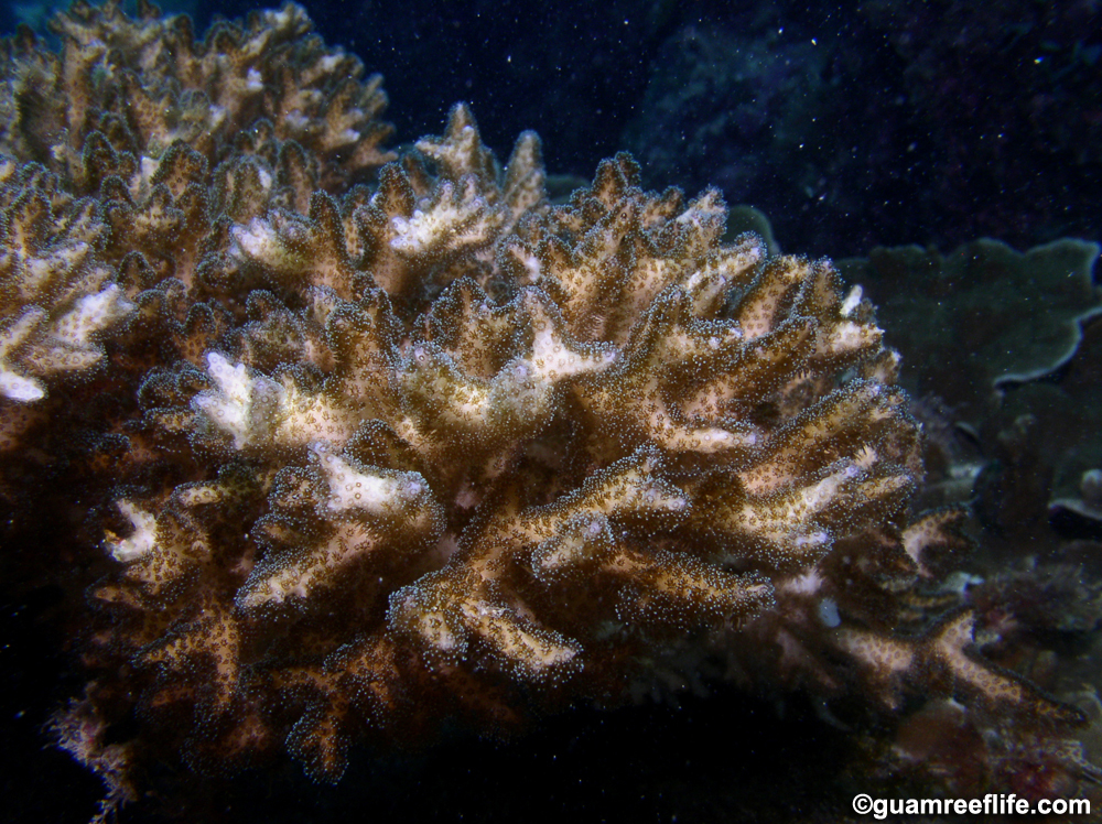 Pocillopora - guamreeflife