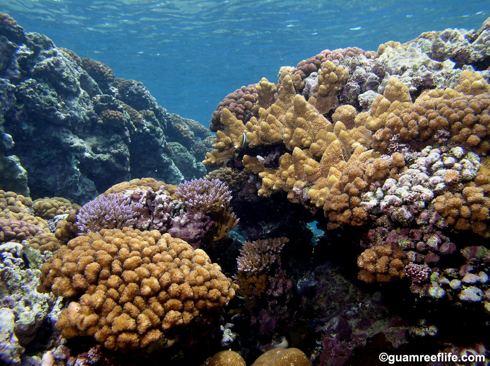 Pocillopora - guamreeflife