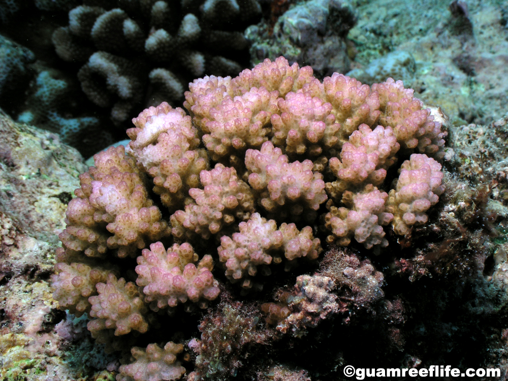 Pocillopora - guamreeflife