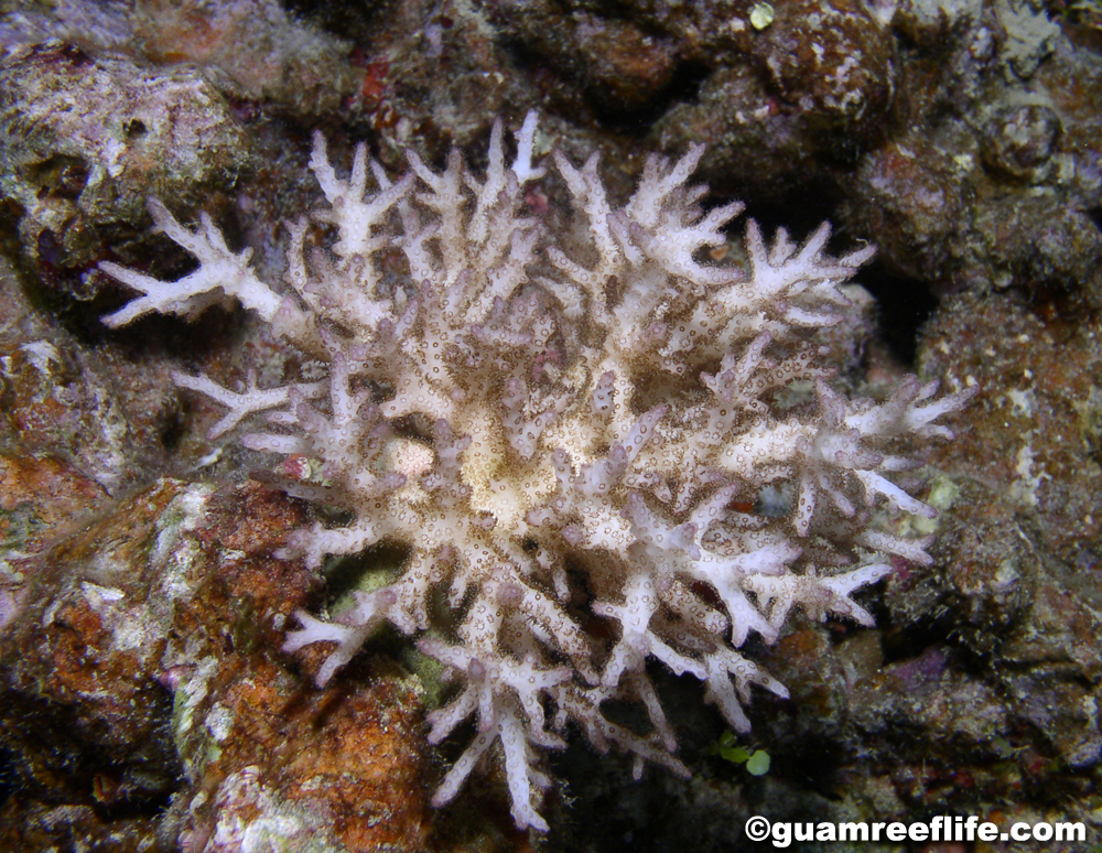 Pocillopora - guamreeflife