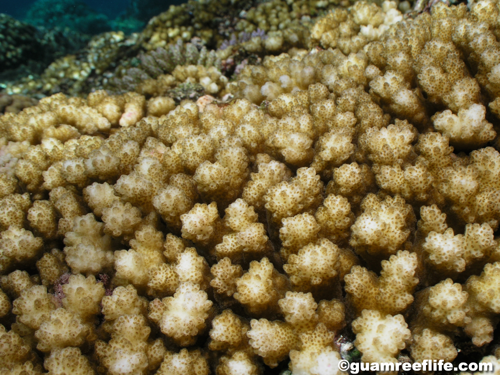 Pocillopora - guamreeflife