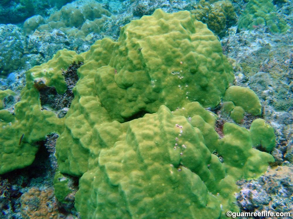 Porites - guamreeflife