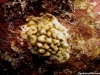 Porites - guamreeflife