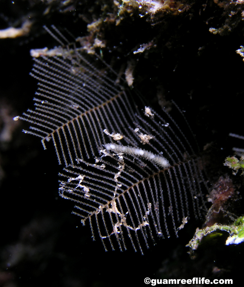 hydrozoans - guamreeflife