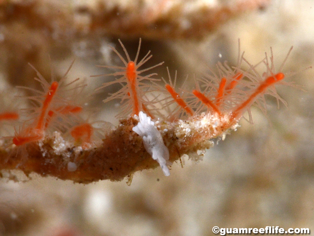 hydrozoans - guamreeflife