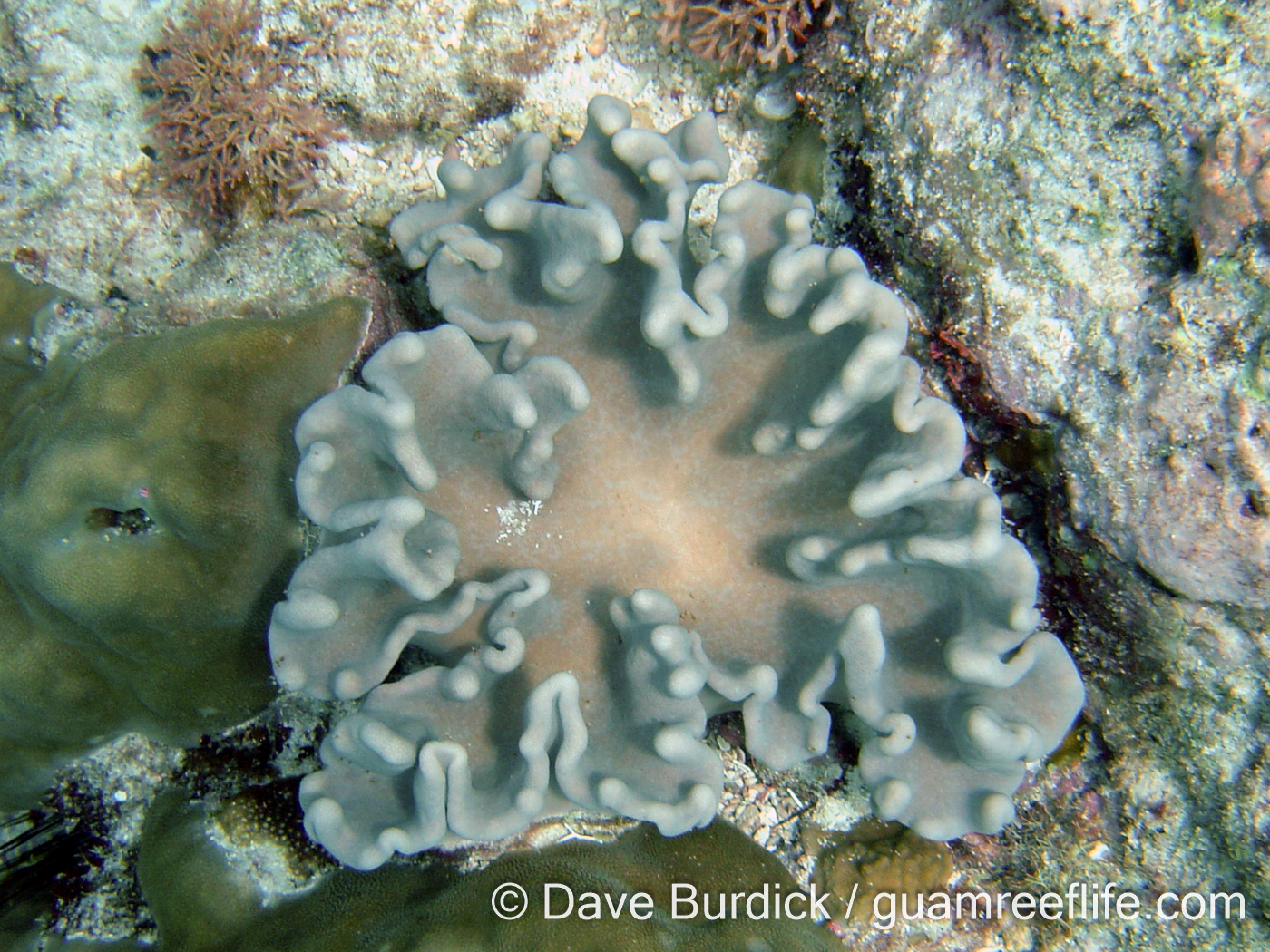 Sarcophytidae Guamreeflife Sarcophytidae Guamreeflife