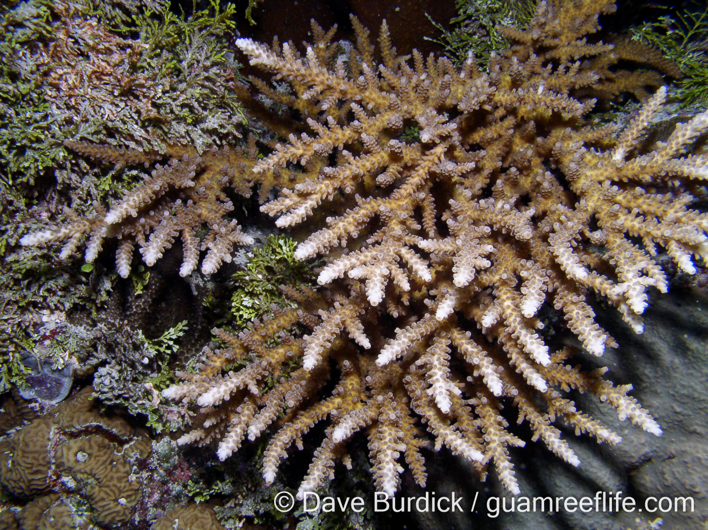 Acropora - arborescent species - guamreeflife