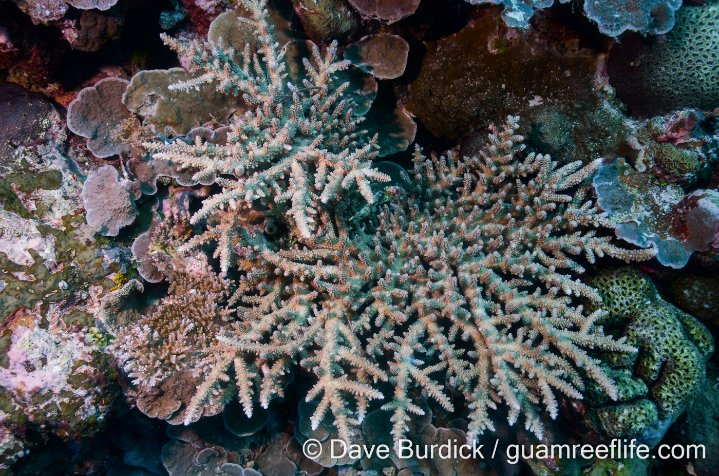 Acropora - arborescent species - guamreeflife