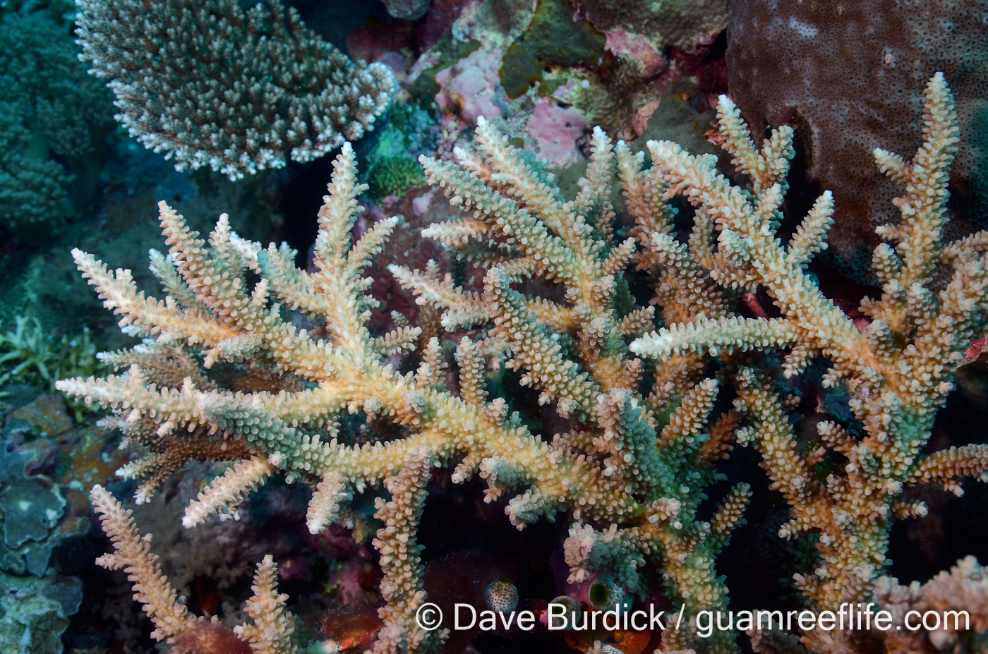 Acropora - arborescent species - guamreeflife