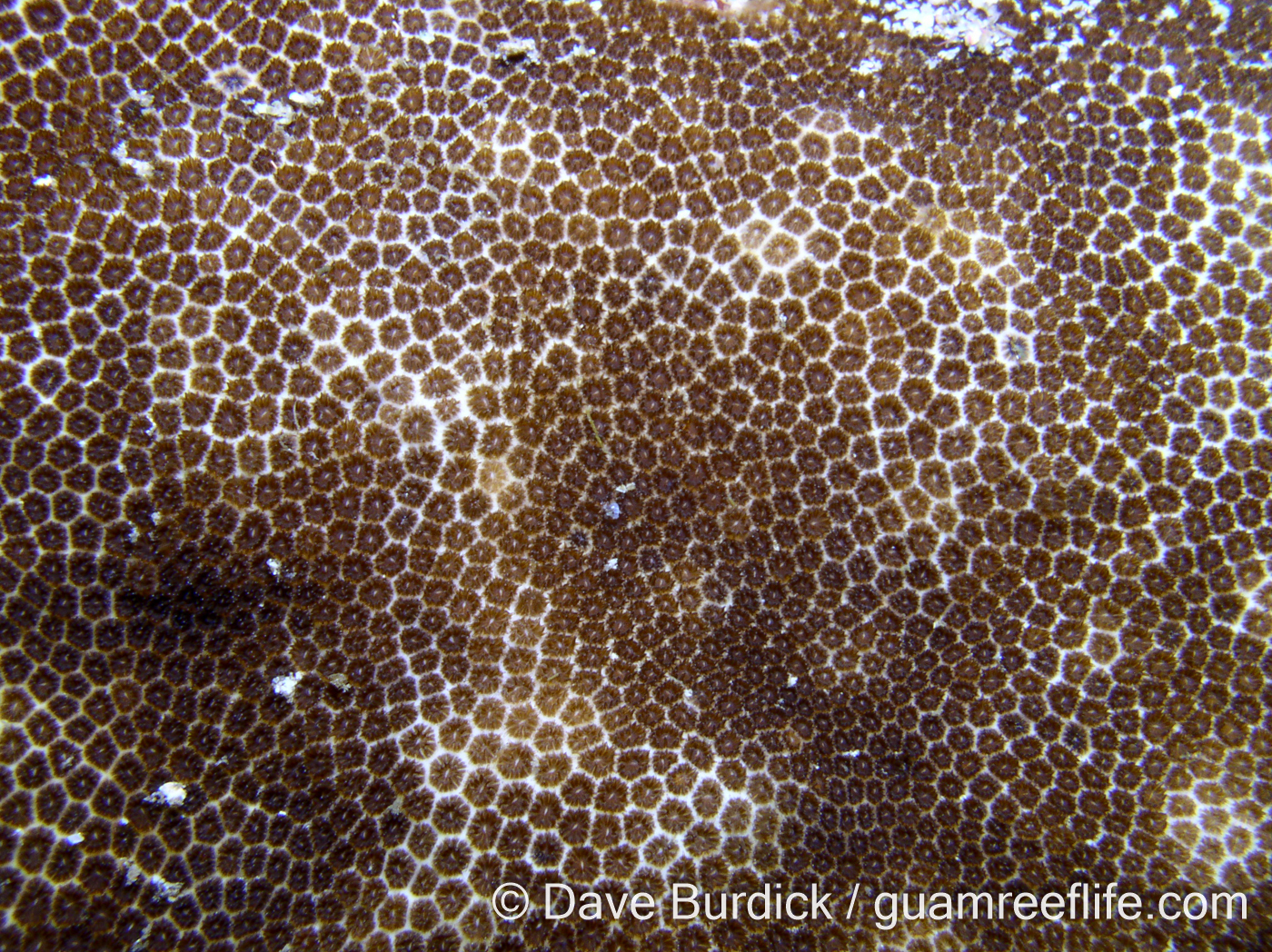 Scleractinia incertae sedis - guamreeflife